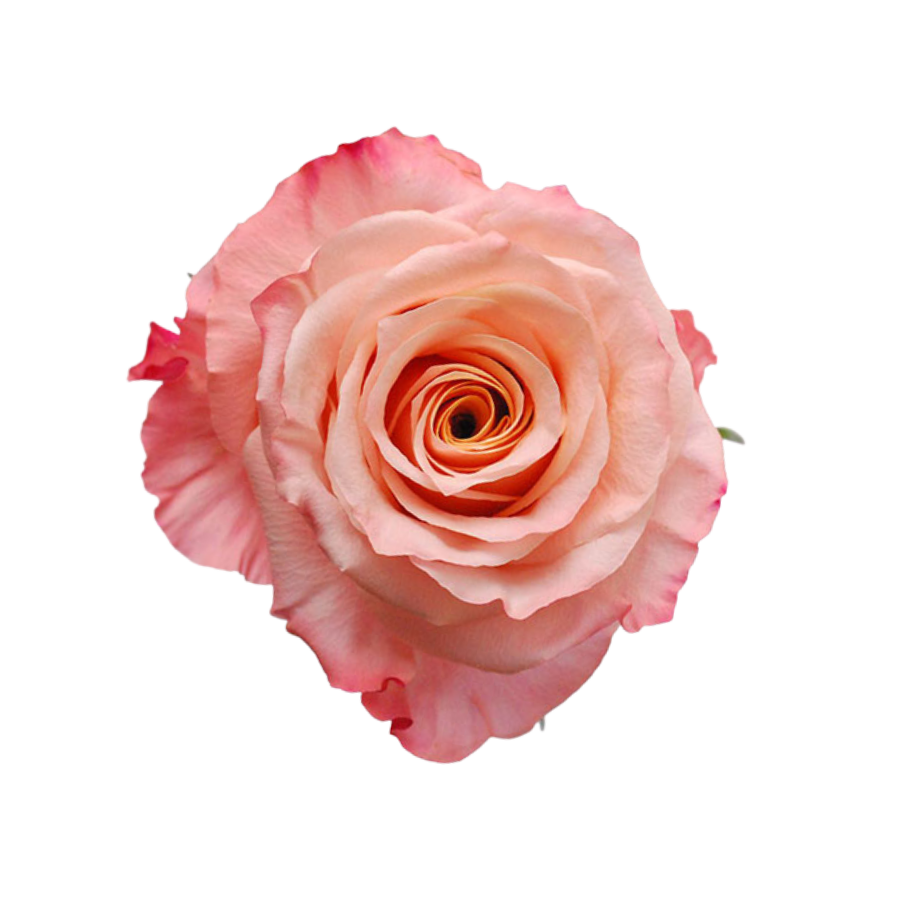 Our Flowers – Cali Wholesale Flowers